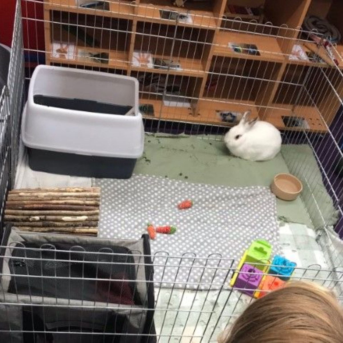 Barford Primary School - Visit from Apollo the Rabbit